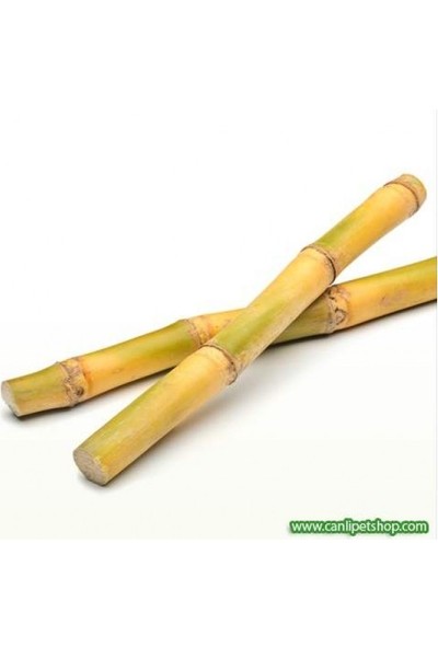 Canlı Petshop Y-Karides Yuvası ve Üretim Kamışı 1 Ad 8 cm Canlı Petshop Y-Karides Yuvası ve Üretim Kamışı 1 Ad 8 cm