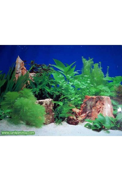 Canlı Petshop Arka Fon Manzara 50 cm Uzunluk Yükseklik 40 cm J61