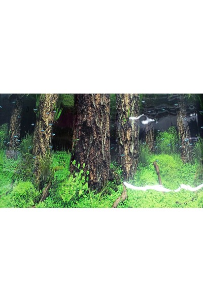 Canlı Petshop Arka Fon (Manzara-6) 50 cm Uzunluk Yükseklik 80 cm 9086