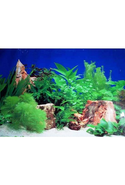 Canlı Petshop Arka Fon Manzara 50 cm Uzunluk Yükseklik 60 cm No J61