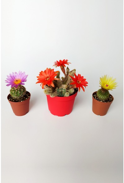 3 Lü Çiçekli Kaktüs Set Natocactus Ubelmanianus, Echinopsis Chamaecereus, Parodia Buiningii