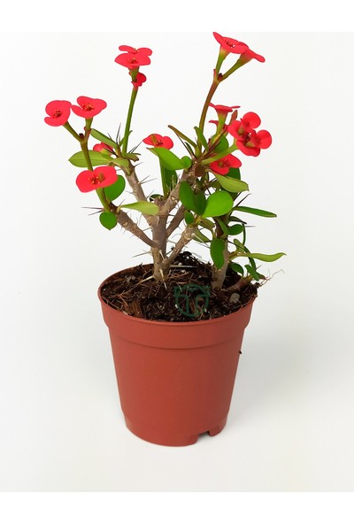 Dikenler Tacı Euphorbia Miili Mini Kırmızı Çiçekli Kaktüs Kral Tacı Dikenli Taç 5.5 cm Saksıda Özel Tür Dikenler Tacı Euphorbia Miili Mini Kırmızı Çiçekli Kaktüs Kral Tacı Dikenli Taç 5.5 cm Saksıda Özel Tür