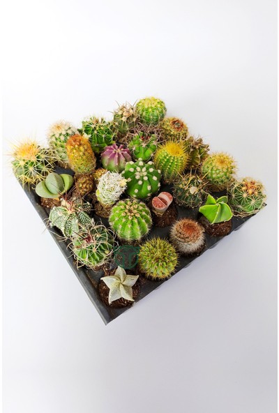 Yıldızlar Geçidi 25 Adet Özel Tür Kaktüs Fidesi