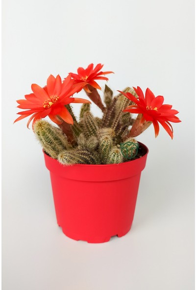 Echinopsis Chamaecereus Yılan Kaktüs Parmak Kaktüs Kırmızı Çiçek Açan Kaktüs Özel Tür 8.5 cm Kırmızı Saksıda Echinopsis Chamaecereus Yılan Kaktüs Parmak Kaktüs Kırmızı Çiçek Açan Kaktüs Özel Tür 8.5 cm Kırmızı Saksıda