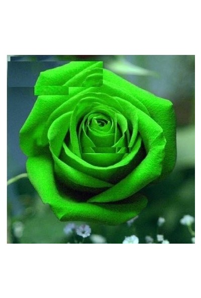 Tropikal Tarım Yeşil Yediveren Gül Fidanı