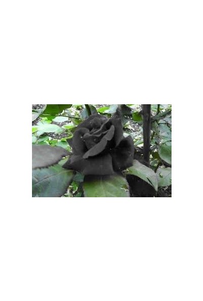 Tropikal Tarım Yediveren Siyah Kara Gül Halfeti Gülü Tropikal Tarım Yediveren Siyah Kara Gül Halfeti Gülü