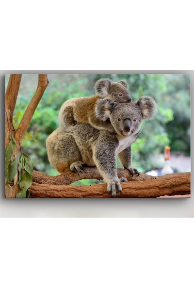 Decobulvar DCCA4936 - Koala Kanvas Tablo Decobulvar DCCA4936 - Koala Kanvas Tablo