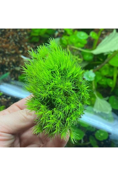 İthal Bitki Dicranum Scoparium Moss Canlı Bitki Karasal Moss İthal Bitki Dicranum Scoparium Moss Canlı Bitki Karasal Moss