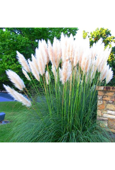 Fidanistanbul Saz Püskülü Pampas Otu Cortaderia Selloana Pumila, 60-80 Cm, Saksıda