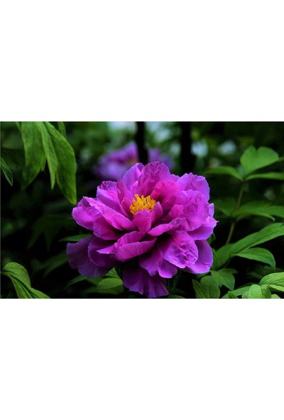 Fidanistanbul Mor Ağaç Şakayık Paeonia Suffruticosa Purple, 30-50 Cm, Ithal, Saksıda