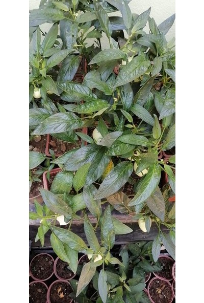 Tropikal Tarım Pepino Fidanı 7 Adet Iri Salkım Tropikal Tarım Pepino Fidanı 7 Adet Iri Salkım