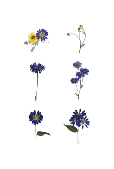 Jianwu Jianwu Yaratıcı Bitki Günlüğü