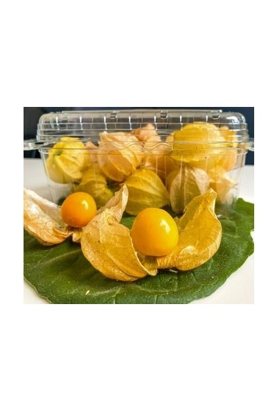 Dost Tropik Belek Altın Çilek Meyvesi - Physalis Peruviana - Golden Berry 100 gr Dost Tropik Belek Altın Çilek Meyvesi - Physalis Peruviana - Golden Berry 100 gr