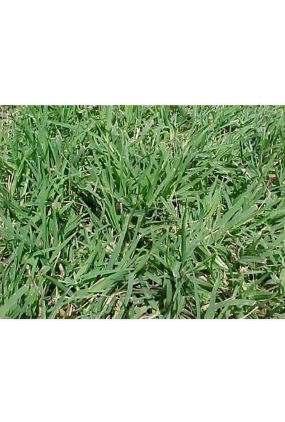 Yıldız Bermuda Çimtohumu (Kurak ve Susuz Alanlara Özel) Yıldız Bermuda Çimtohumu (Kurak ve Susuz Alanlara Özel)