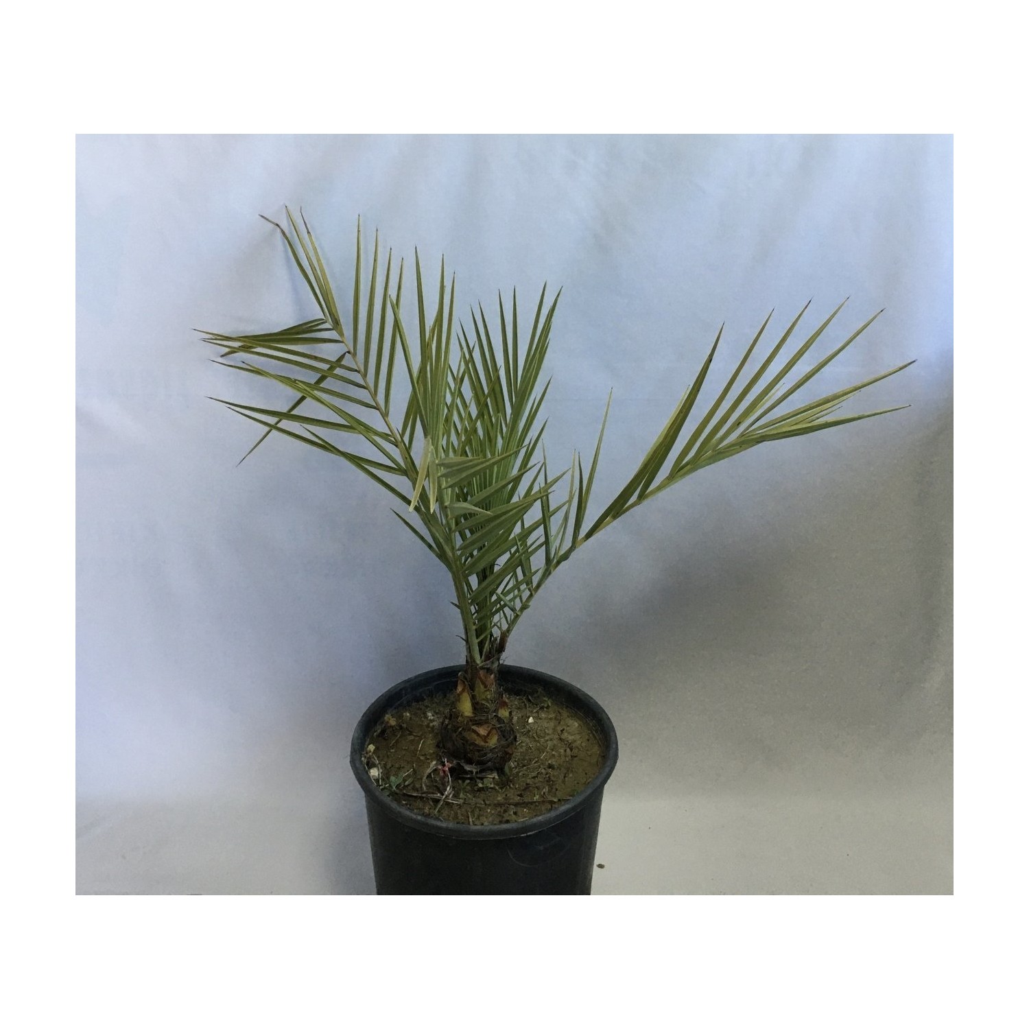 Saksıda Hurma Palmiye Fidanı Yaş 3 Fiyatı - Taksit Seçenekleri