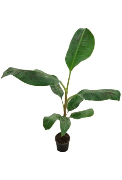 Saksıda Muz Fidanı 1 Adet (Dev Boy 150-170 Cm) Saksıda Muz Fidanı 1 Adet (Dev Boy 150-170 Cm)