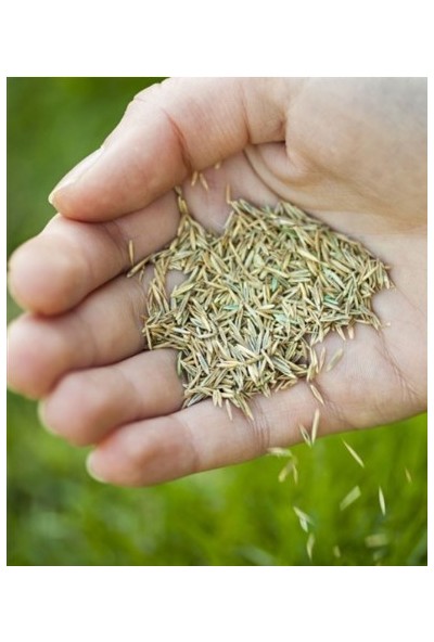Grass Seed Ithal Çim Tohumu 1 kg Grass Seed Ithal Çim Tohumu 1 kg