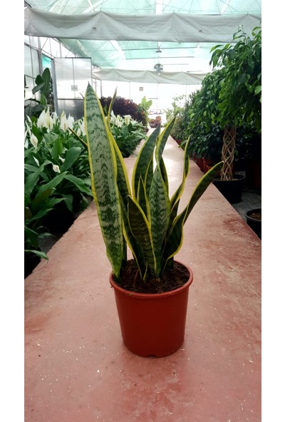 Paşa Kılıcı (Sansevieria) 40-45CM