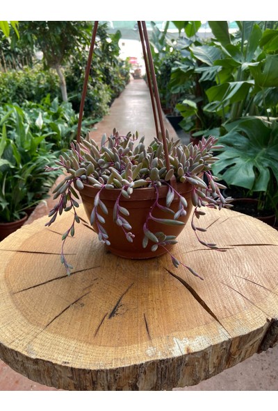 Senecio Herreianus 'purple Flush' Muz Sukulent Senecio Herreianus 'purple Flush' Muz Sukulent