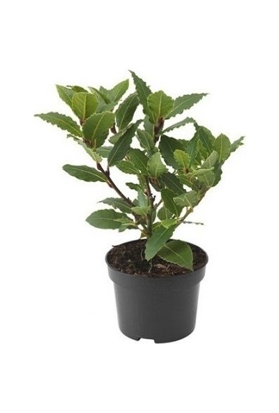 Plantistanbul Defne Fidanı, 20-40 cm, Saksıda