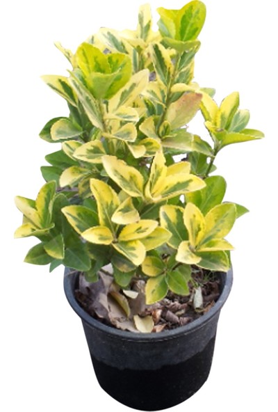 Plantistanbul Taflan Fidanı, Saksıda