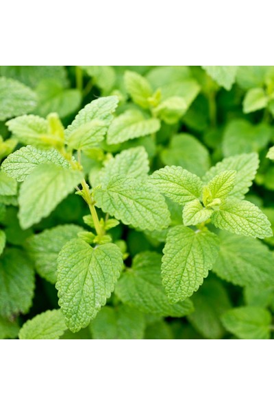 Plantistanbul Melisa Oğul Otu, Saksıda Plantistanbul Melisa Oğul Otu, Saksıda