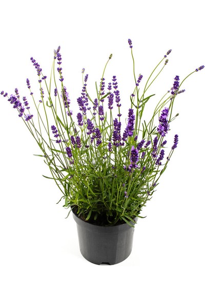 Plantistanbul Lavandula Angustifolia, Saksıda Plantistanbul Lavandula Angustifolia, Saksıda