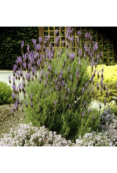 Plantistanbul Karabaş Otu, Saksıda Plantistanbul Karabaş Otu, Saksıda