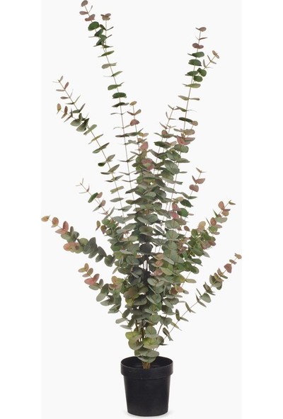 Plantistanbul yuvarlak Yapraklı Okaliptus, Saksıda