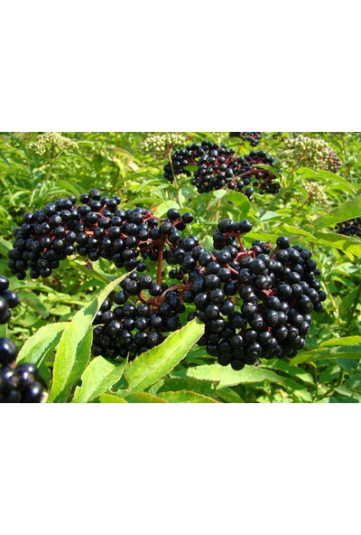 Plantistanbul Mürver Fidanı, Saksıda