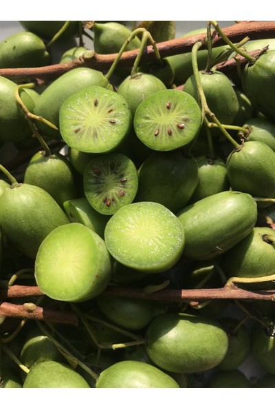 Plantistanbul Kokuwa Kivi Fidanı, Saksıda