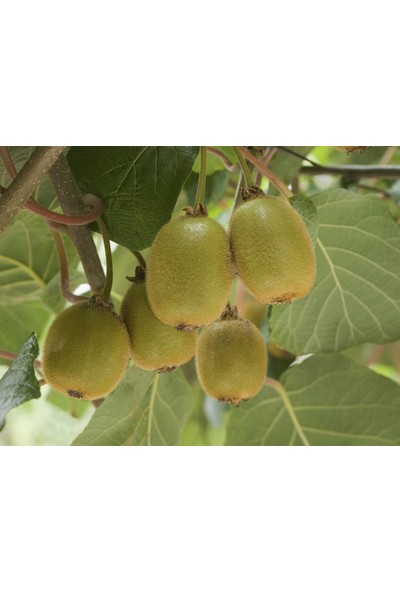 Plantistanbul 4 Adet Dişi + 1 Adet Erkek Hayward Kivi Fidanı Paketi, Saksıda