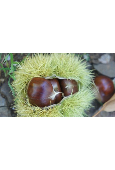 Plantistanbul Işıklar Kestane Fidanı, Saksıda