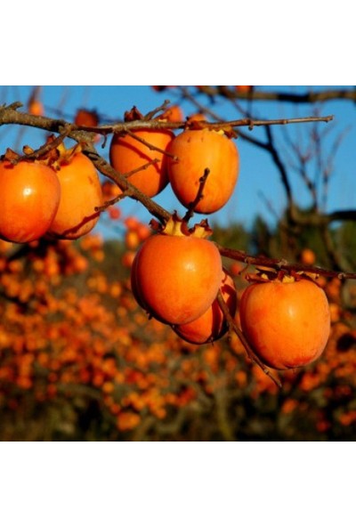 Plantistanbul Fuyu Trabzon Hurması (Çikolatalı), Saksıda