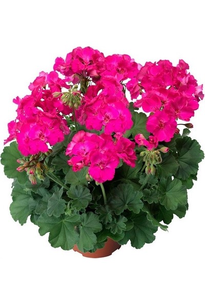 Plantistanbul, Pelargonium Sardunya Çiçeği, Saksıda