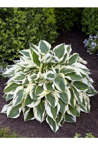 Plantistanbul, Hosta Patriot Alacalı Ağustos Zambağı, Saksıda