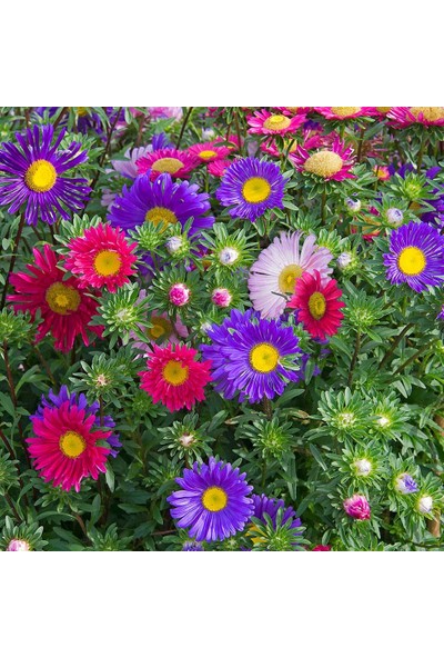 Plantistanbul Papatya Çiçekli Aster Çiçeği Karışık Renk Çiçek Tohumu +-360 Adet