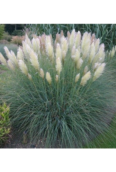 Plantistanbul, Cortaderia Selloana Argentea,Saksıda Plantistanbul, Cortaderia Selloana Argentea,Saksıda