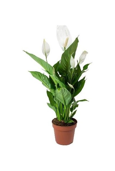 Bercestepeyzaj Barış Çiçeği - Spathiphyllum