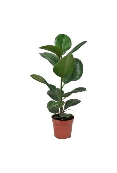 Bercestepeyzaj Kauçuk Bitkisi - Ficus Elastica Tek Gövde 100-120 Cm Bercestepeyzaj Kauçuk Bitkisi - Ficus Elastica Tek Gövde 100-120 Cm
