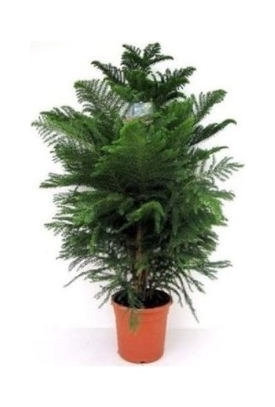 Bercestepeyzaj Salon Çamı Araucaria 100-120 Cm
