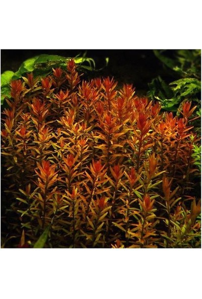 Rotala Indica Saksı Canlı Bitki Rotala Indica Saksı Canlı Bitki