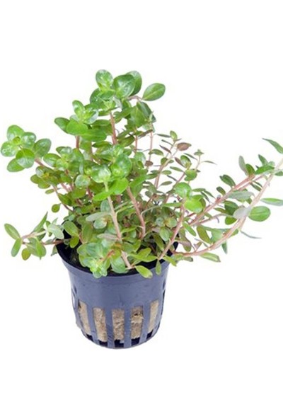 Rotala Rotundifolia Saksı Canlı Bitki Rotala Rotundifolia Saksı Canlı Bitki