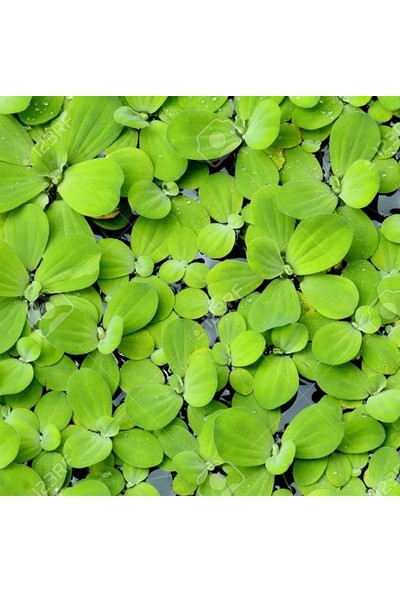 Pistia Stratiotes Su Üstü Canlı Bitki 10 Adet