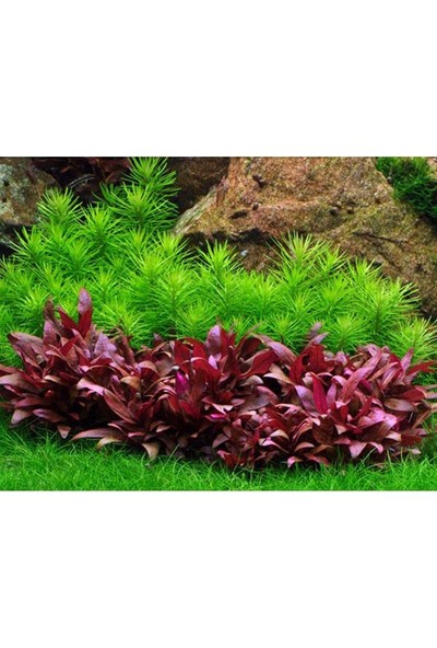 Alternanthera Reineckii Mini 4-5 Kök Saksı Canlı Bitki Alternanthera Reineckii Mini 4-5 Kök Saksı Canlı Bitki
