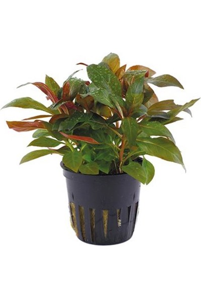 Ludwigia Glandulosa Saksı Canlı Bitki Ludwigia Glandulosa Saksı Canlı Bitki