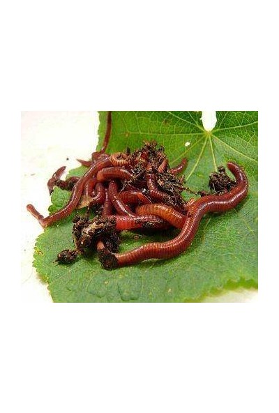 İlpasol 250 Adet Kırmızı Kaliforniya Solucanı