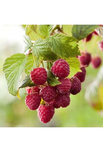 Yalova Fidan Market Hollanda Bodur Ahududu Fidanı ( Yediveren Dikensiz ) Tüplü Aşılı Yalova Fidan Market Hollanda Bodur Ahududu Fidanı ( Yediveren Dikensiz ) Tüplü Aşılı