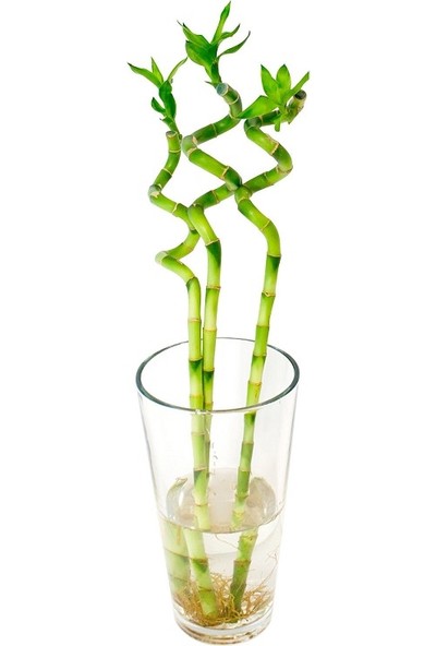 Bercestepeyzaj - Feng Shui Şans Bambu Lucky Bamboo 60 Cm Pozitif Enerji Bercestepeyzaj - Feng Shui Şans Bambu Lucky Bamboo 60 Cm Pozitif Enerji