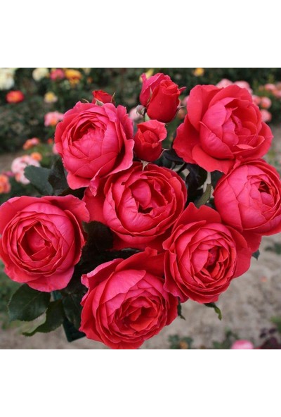 Renk Sepeti Aşılı Peyzaj Koyu Pembe Kokulu Xxl Gül Fidanı Gartenprinzessin Marie-Jose Renk Sepeti Aşılı Peyzaj Koyu Pembe Kokulu Xxl Gül Fidanı Gartenprinzessin Marie-Jose